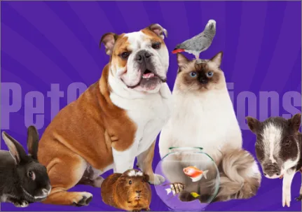 Keystone Canine Training - Pet Connections