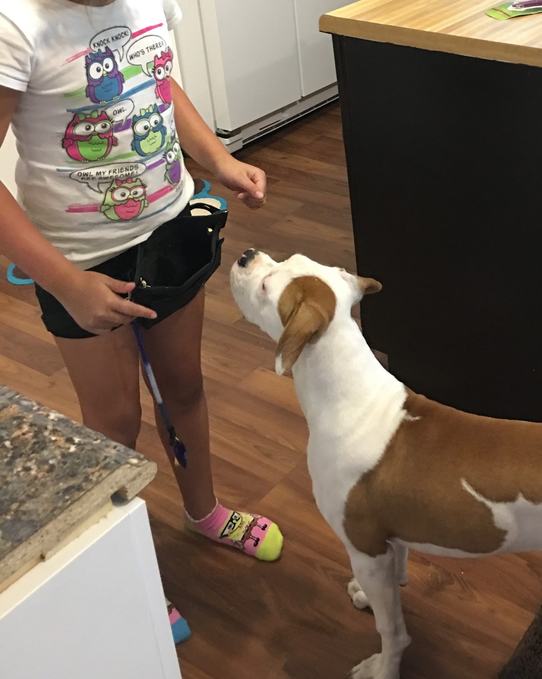 Why use a clicker to train a dog? - Pet Connections