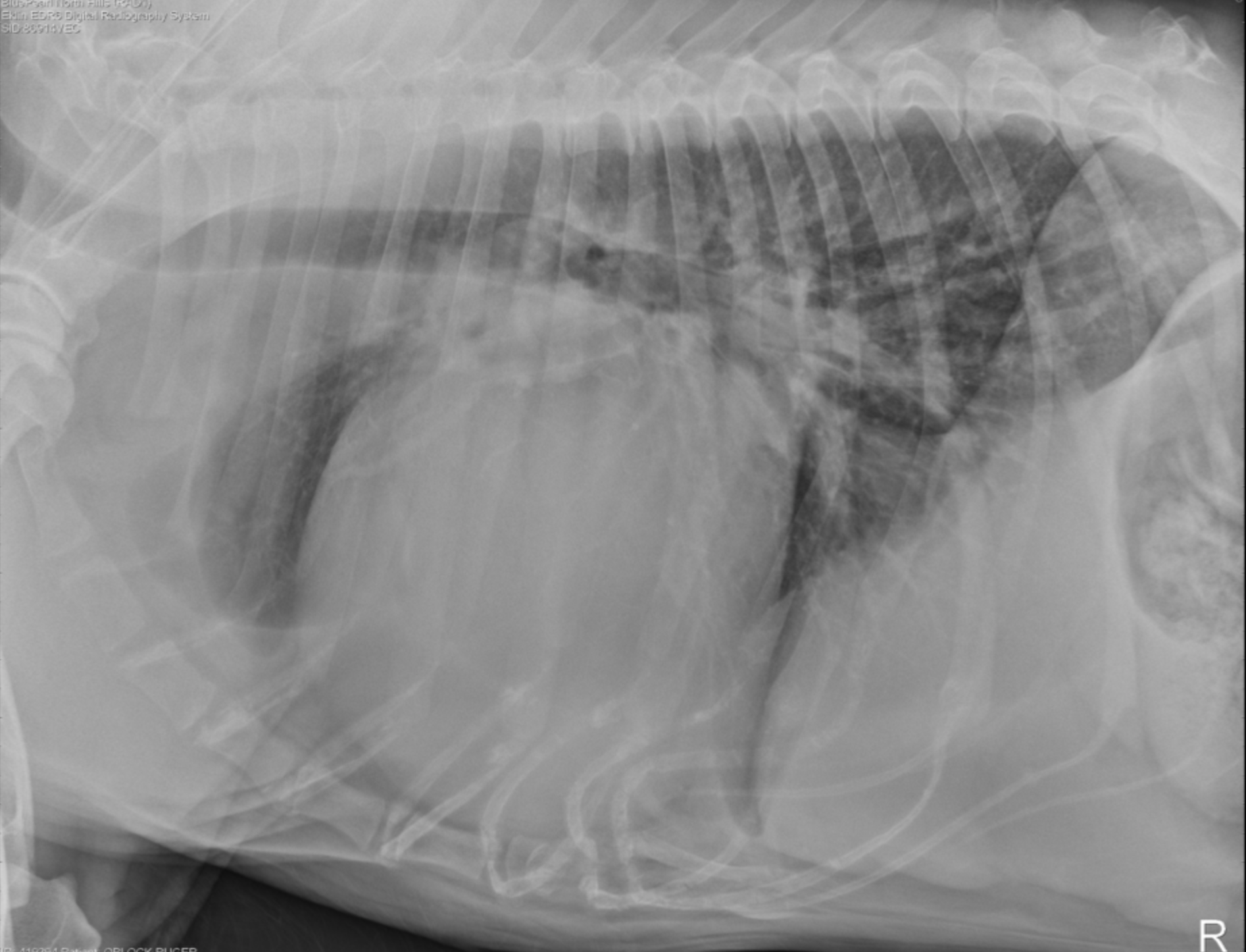 Addressing Concerns of Diet Associations in Dilated Cardiomyopathy (DCM ...